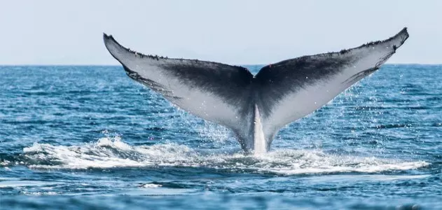 Los tapones para los oídos de las ballenas azules pueden revelar algunos de los eventos de la vida de estos gigantes acuáticos.