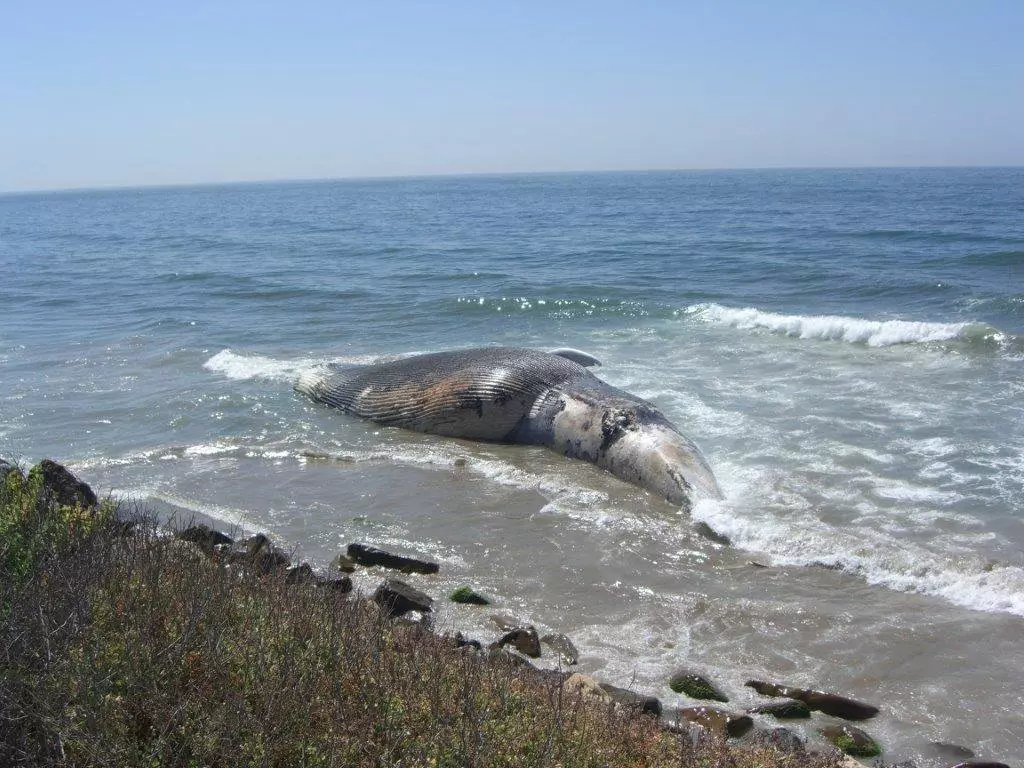 La ballena azul de 12 años