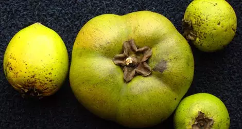 Qara Sapote meyvəsi