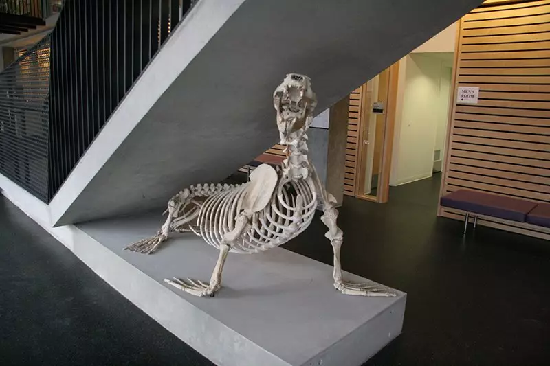 죽은 동물에게 두 번째 생명을 주는 방법: 해골 관절의 기술 19892_7