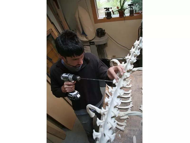 Kako mrtvim životinjama dati drugi život: Umijeće artikulacije kostura 19892_8