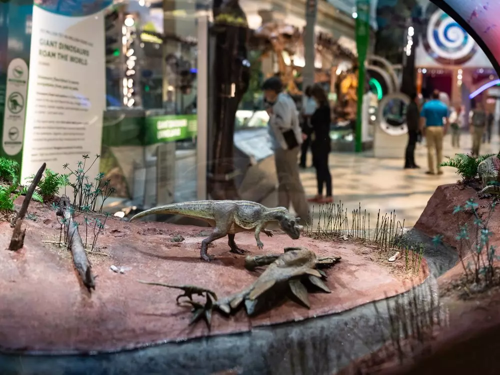 Ang gagmay nga mga dinosaur gipasundayag sa usa ka talan-awon gikan sa 150 ka milyon ka tuig ang milabay samtang ang mga bisita nagsusi sa laing display nga nagpakita sa samang mga espisye sa bug-os nga gidak-on. (Smithsonian Institution)