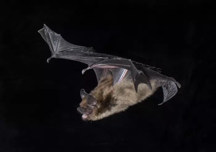 Slika velikega rjavega netopirja, ki leti na črnem ozadju