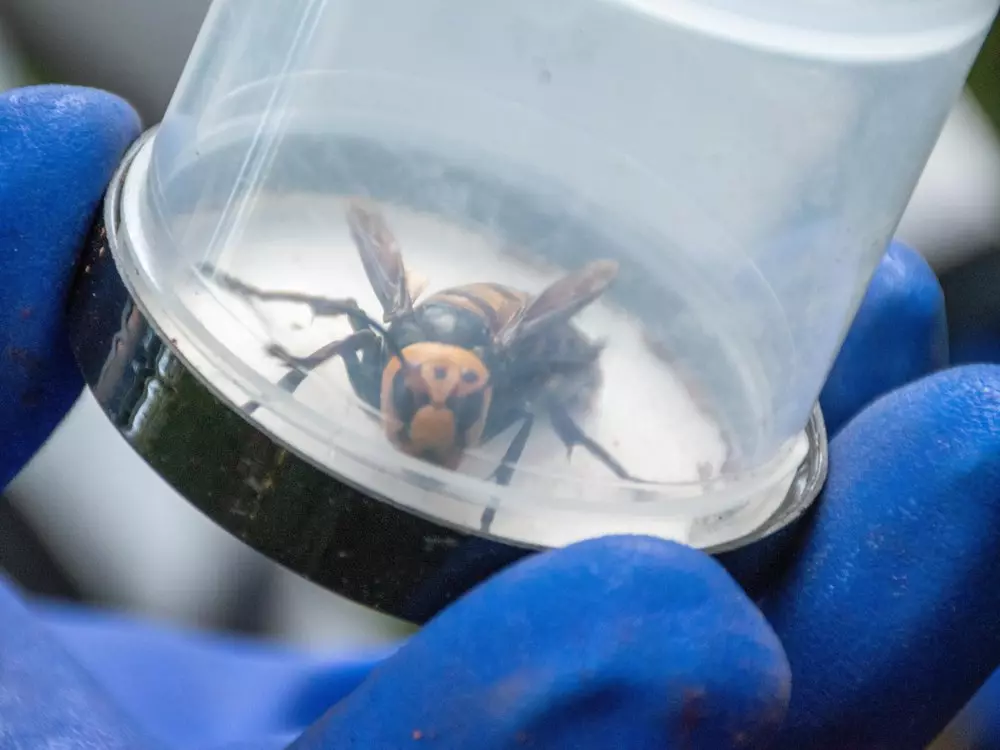 Plastikozko ontzi batean harrapatuta dagoen Asiako hilketa-abisu baten irudia. Potoa eskularrudun esku batek eusten dio.