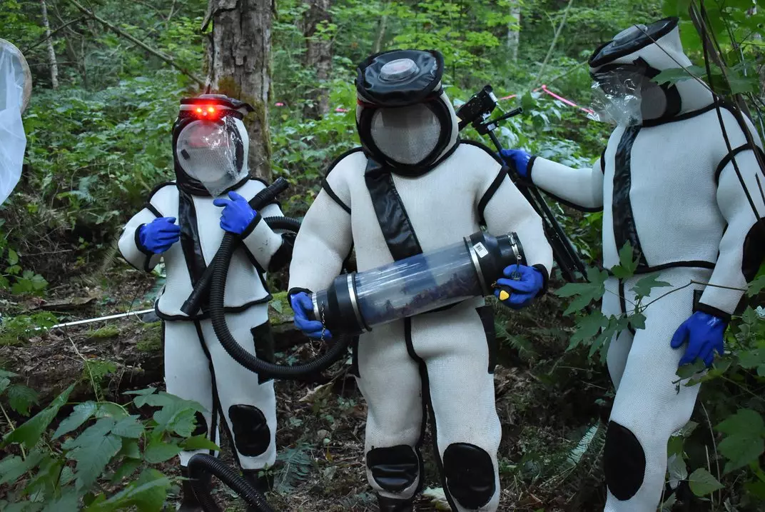 Una imagen de tres entomólogos en trajes que llevan un tubo de vacío de plástico lleno de avispones gigantes asiáticos.