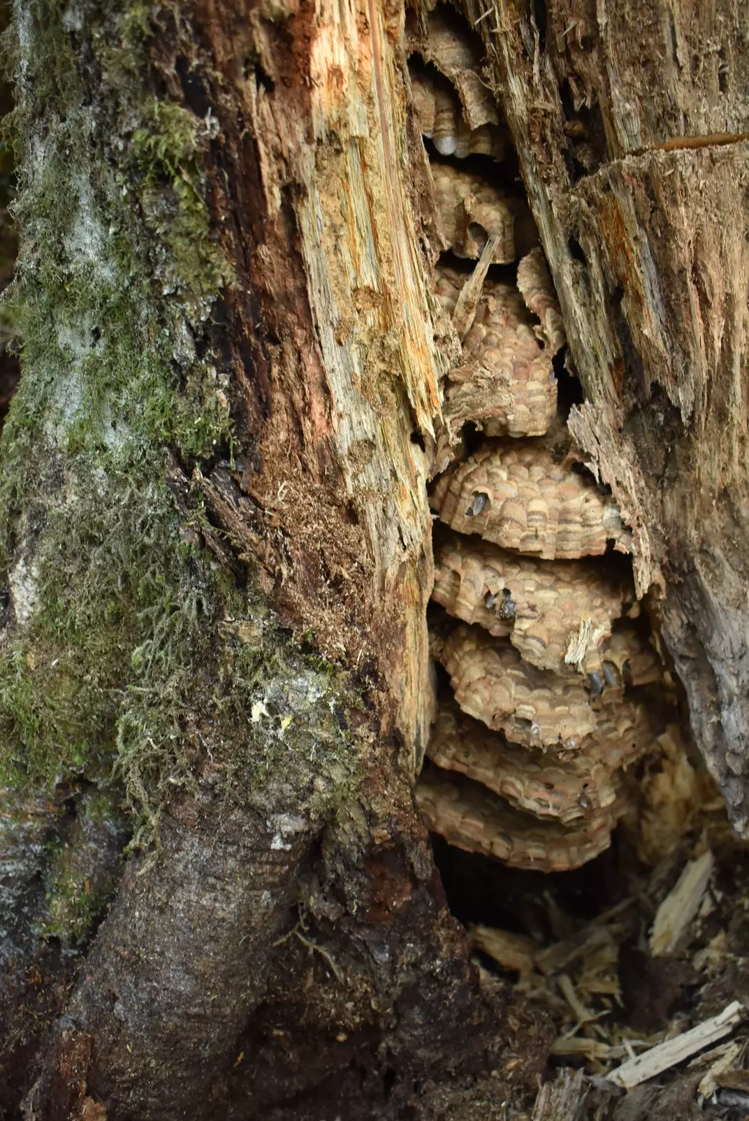 Een foto van negen lagen kam van een horzelnest verscholen in de stam van een elzenboom.