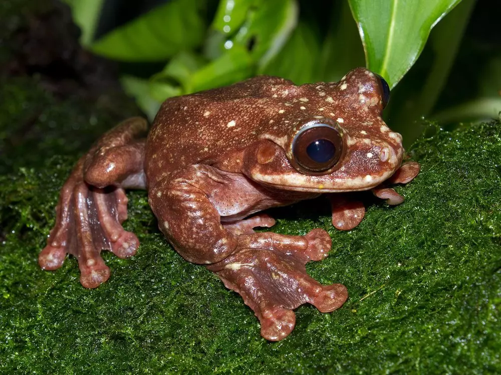 Adiós, Toughie: The Last Known Rabb's Fringe-Limbed Tree Frog die in Atlanta