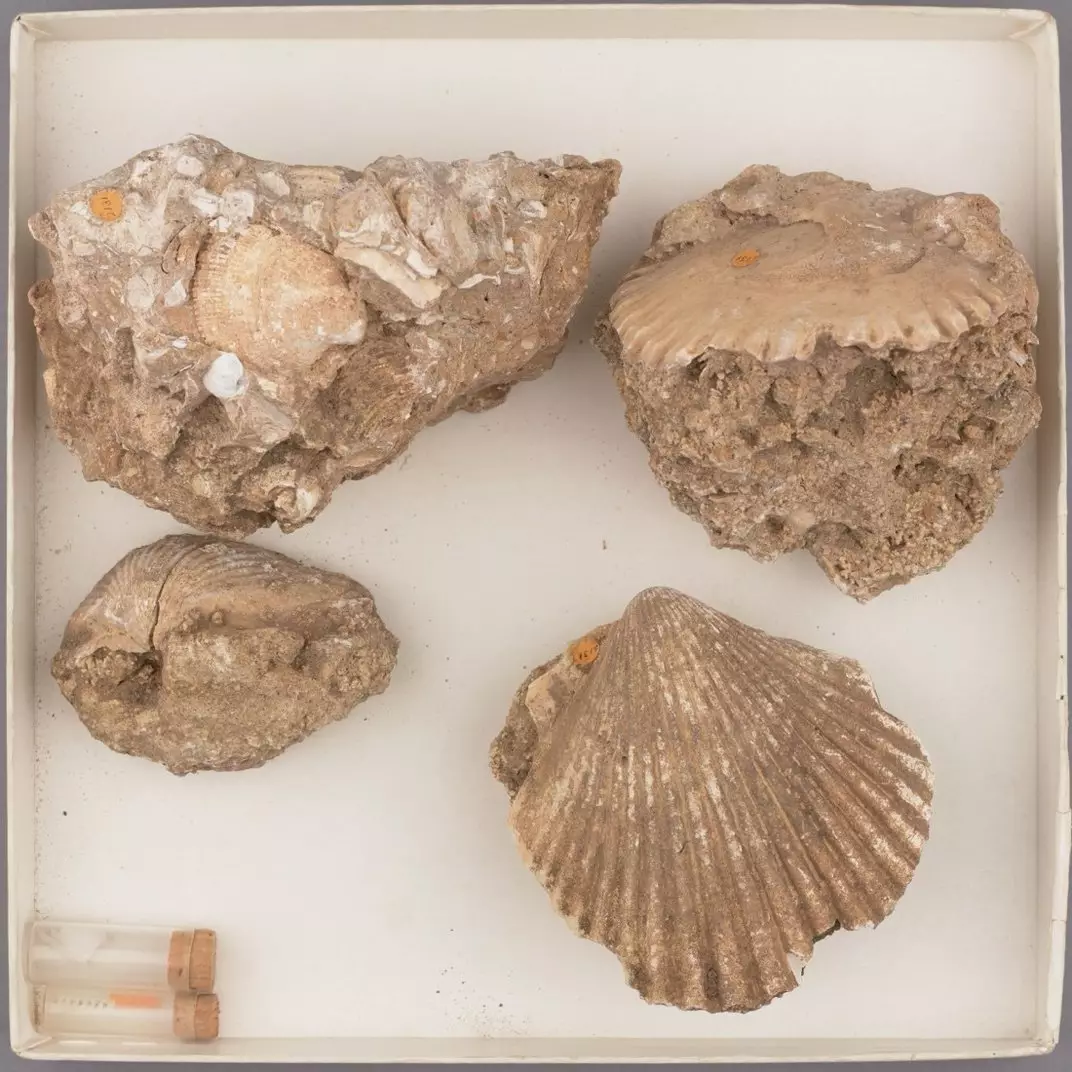 Štiri rjave fosilne školjke v beli škatli.