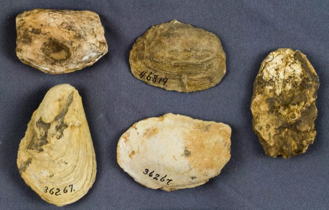 Cinco conchas fósseis bronzeadas em um fundo cinza.