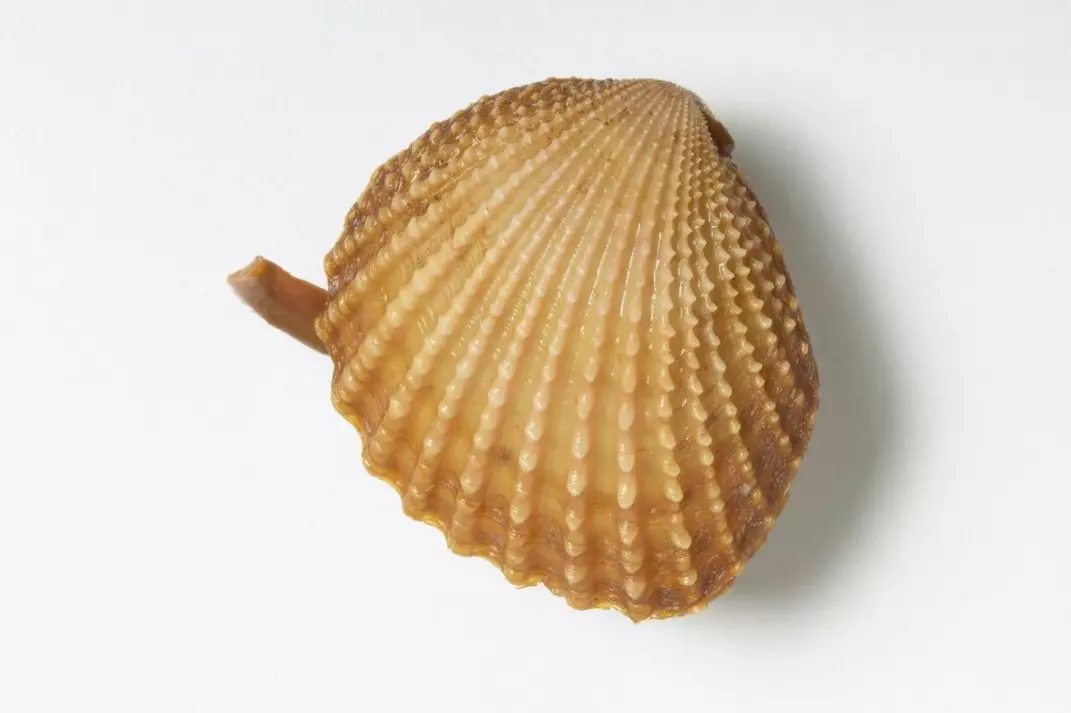A beige fossil shell on a white background.