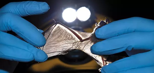 Pesquisador verificando asas de morcego