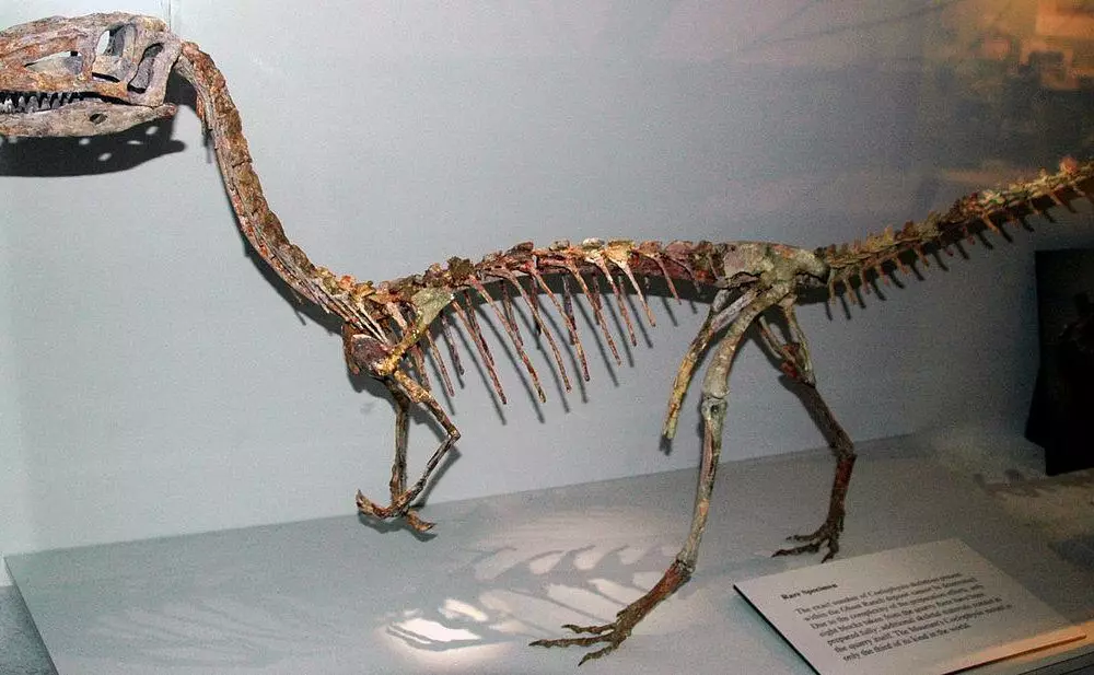 Theropod