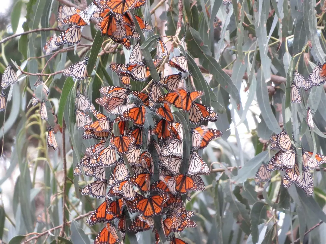 Čísla Monarch Butterfly stúpajú v Kalifornii po dramatických stratách