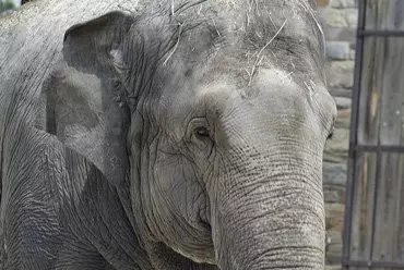 El amor de los elefantes en el zoológico ya no es lo que solía ser