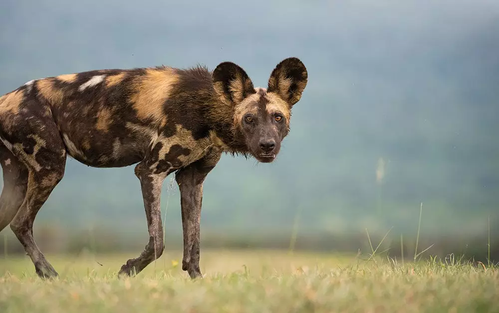 Perros salvajes en peligro de extinción dependen de diversos hábitats para sobrevivir cerca de los leones