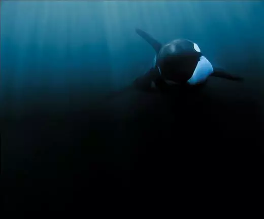 Фаҳмидани фарҳанги Orca 20056_3