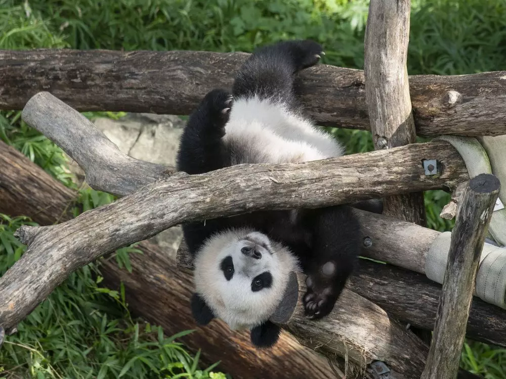 Panda uriaș Xiao Qi Ji cu susul în jos într-un hamac
