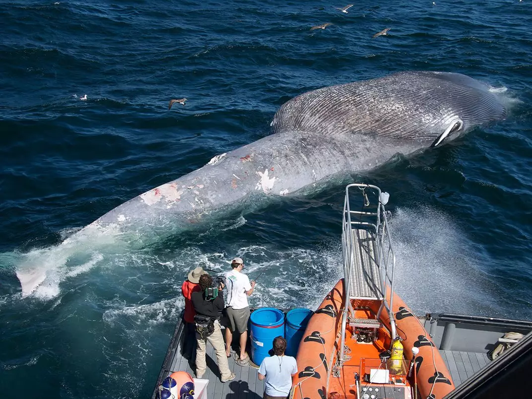 ballena azul muerta