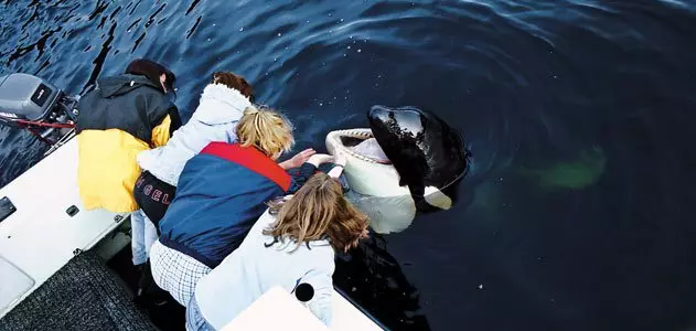 Luna: 'n Walvis om te kyk