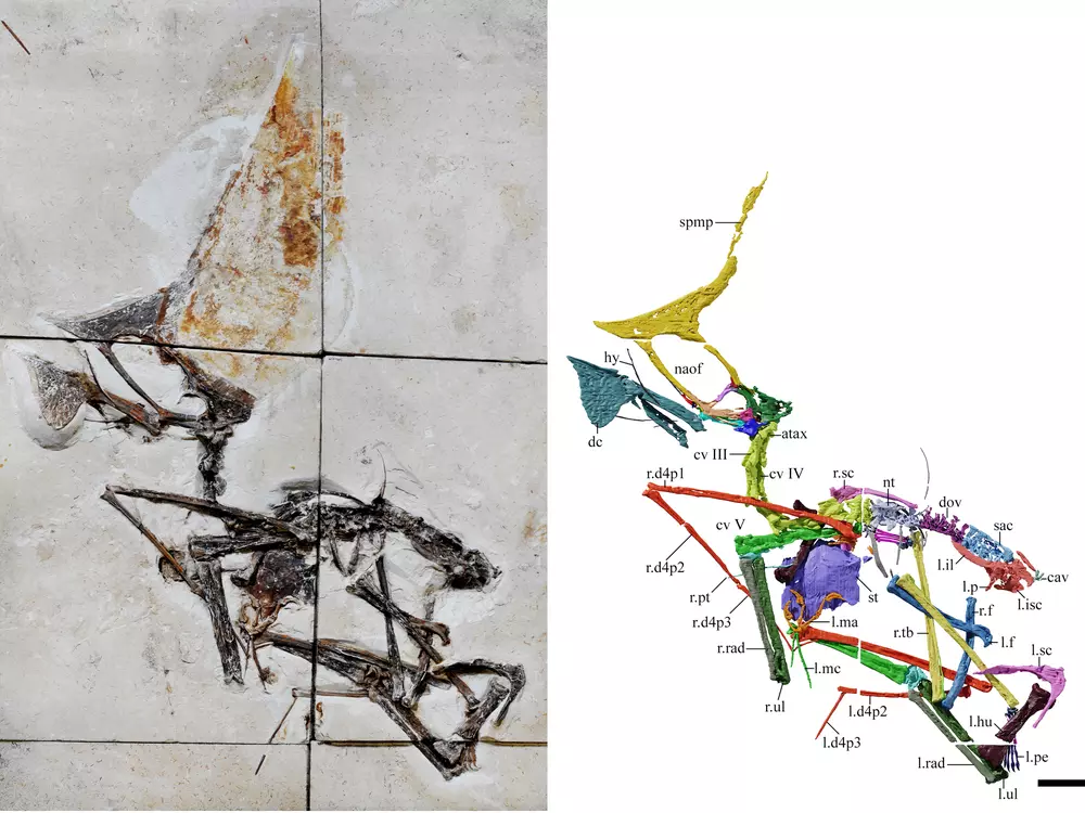 ຮູບພາບຂອງໂຄງກະດູກ Pterosaur ຟົດຟື້ນ