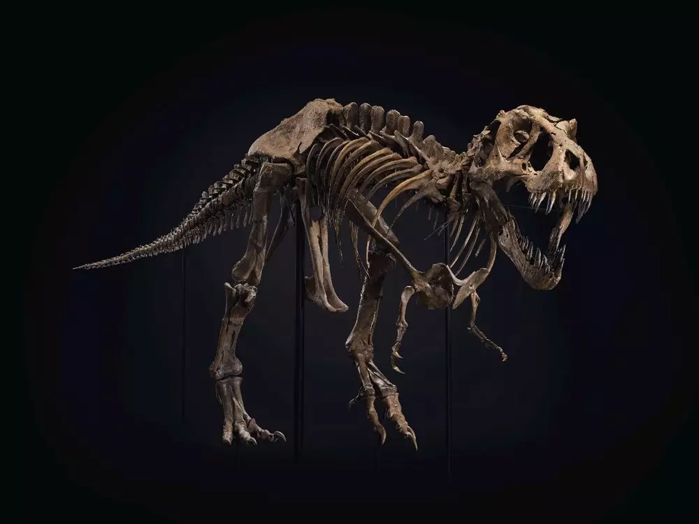 Sampeyan Bisa Tuku T. Rex Skeleton Iki-kanggo rega dibalèkaké