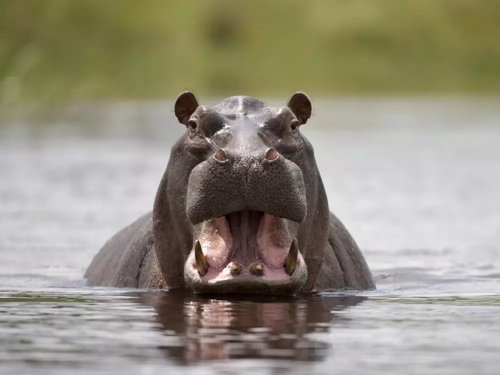 ¿La respuesta de un hipopótamo a una persona desconocida? Una explosión de caca y un grito ruidoso