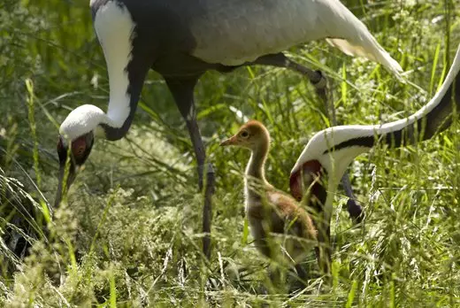 Qaranka-Zoo-White-naped-crane-chick.jpg