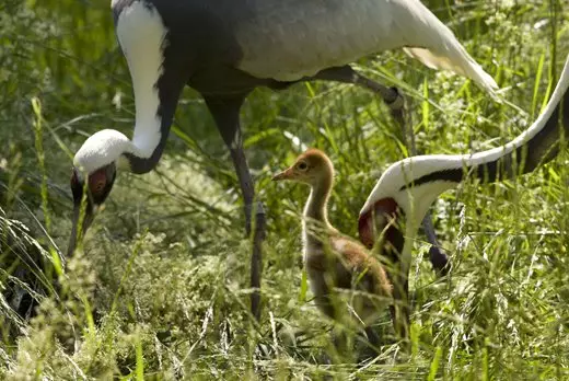 Uwasilishaji Mwingine katika Zoo: Tengeneza Njia kwa Cranes Nyeupe-Naped