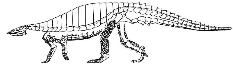 Ang Articulated Skeletons Naghatag ug Bag-ong Pagtan-aw sa "Armadillodiles"