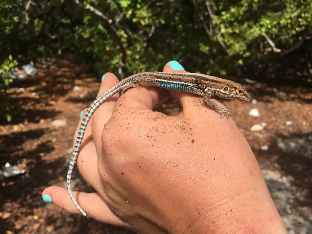 Os lagartos chan de St. Croix son un dos lagartos máis raros do mundo. (Nicole Angeli, Smithsonian)