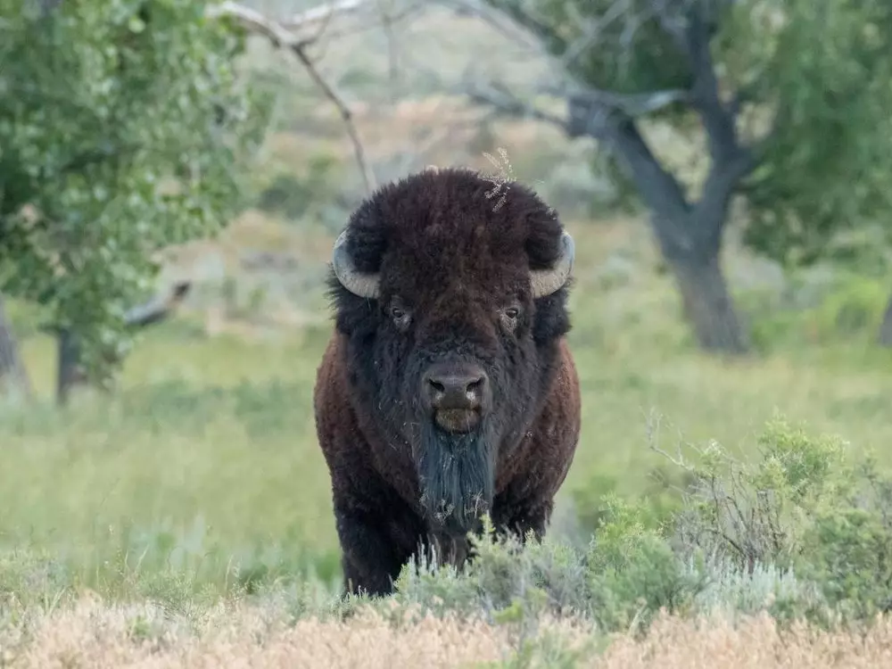 Vaig passar l'estiu estudiant un ramat de bisons, i això és el que vaig aprendre