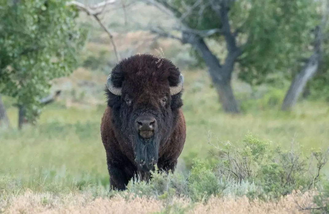 Un bisonte con spalle larghe, corna corte e ricurve e pelo folto si trova su un'area erbosa delle Grandi Pianure settentrionali nel Montana.