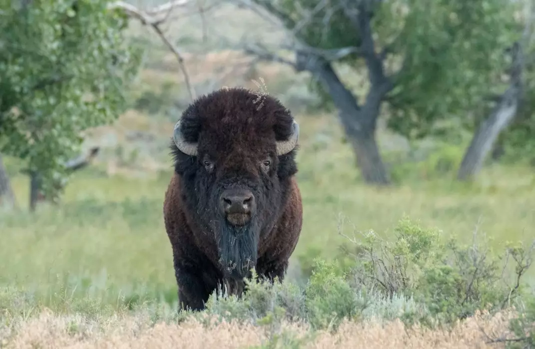 Bison nwere ubu sara mbara, mpi mkpirisi gbagọrọ agbagọ na ajị siri ike guzo n'akụkụ ahịhịa ahịhịa nke Northern Great Plains na Montana.