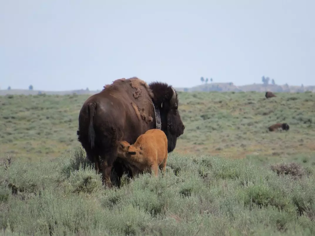 Une bison femelle avec un collier de repérage allaite son petit veau sur une zone herbeuse et dégagée des Grandes Plaines du Nord.