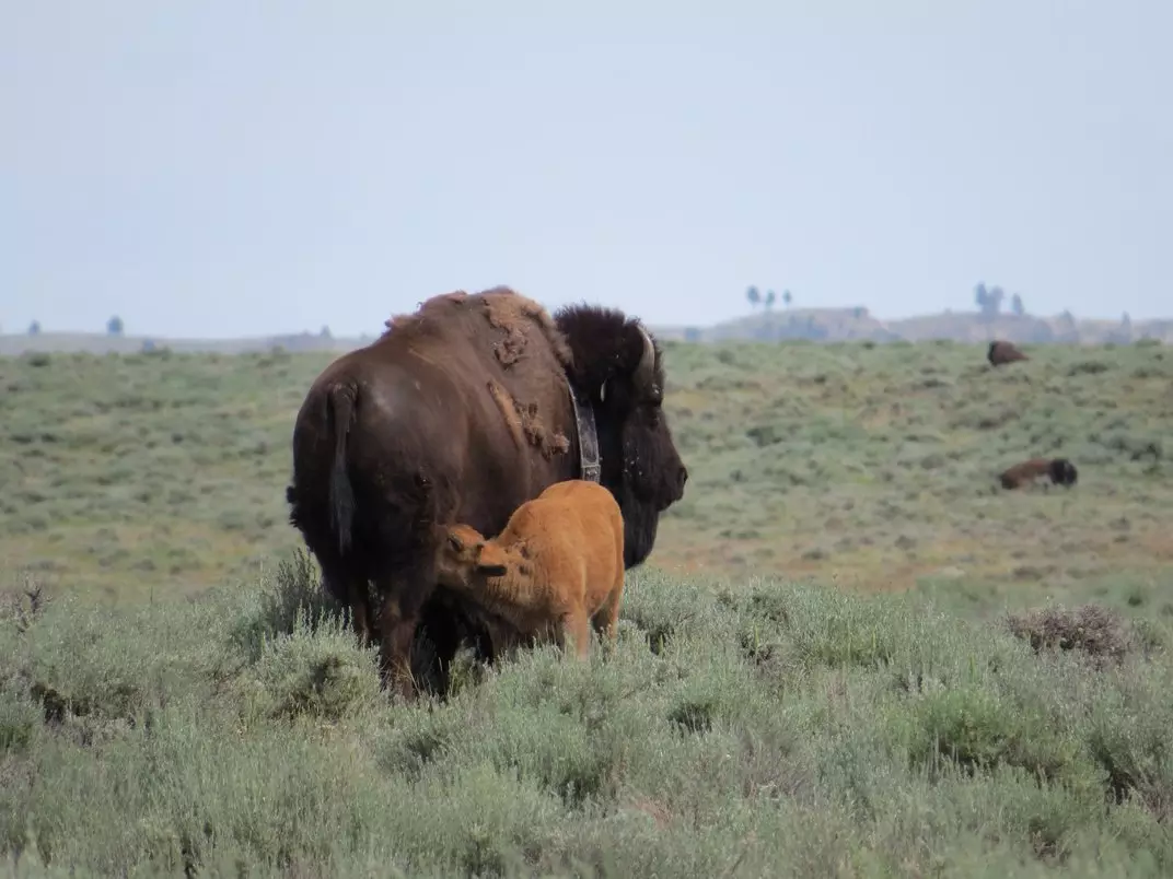 Otu bison nwanyị nke nwere olu nleba anya na-elekọta nwa ehi ya n'ebe ahịhịa juru, nke mepere emepe nke Northern Great Plains.