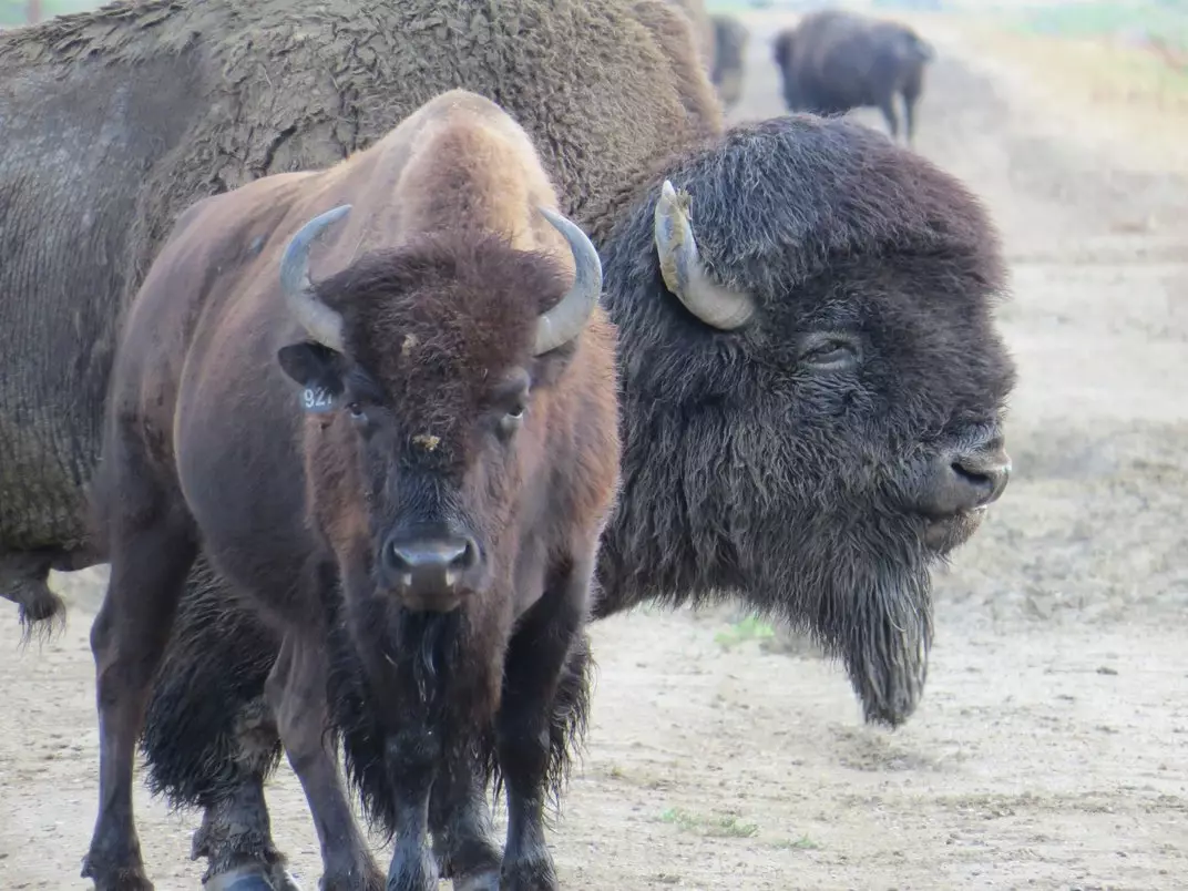 Un bisonte maschio si trova vicino a una femmina, proteggendola dai potenziali concorrenti durante la carreggiata.