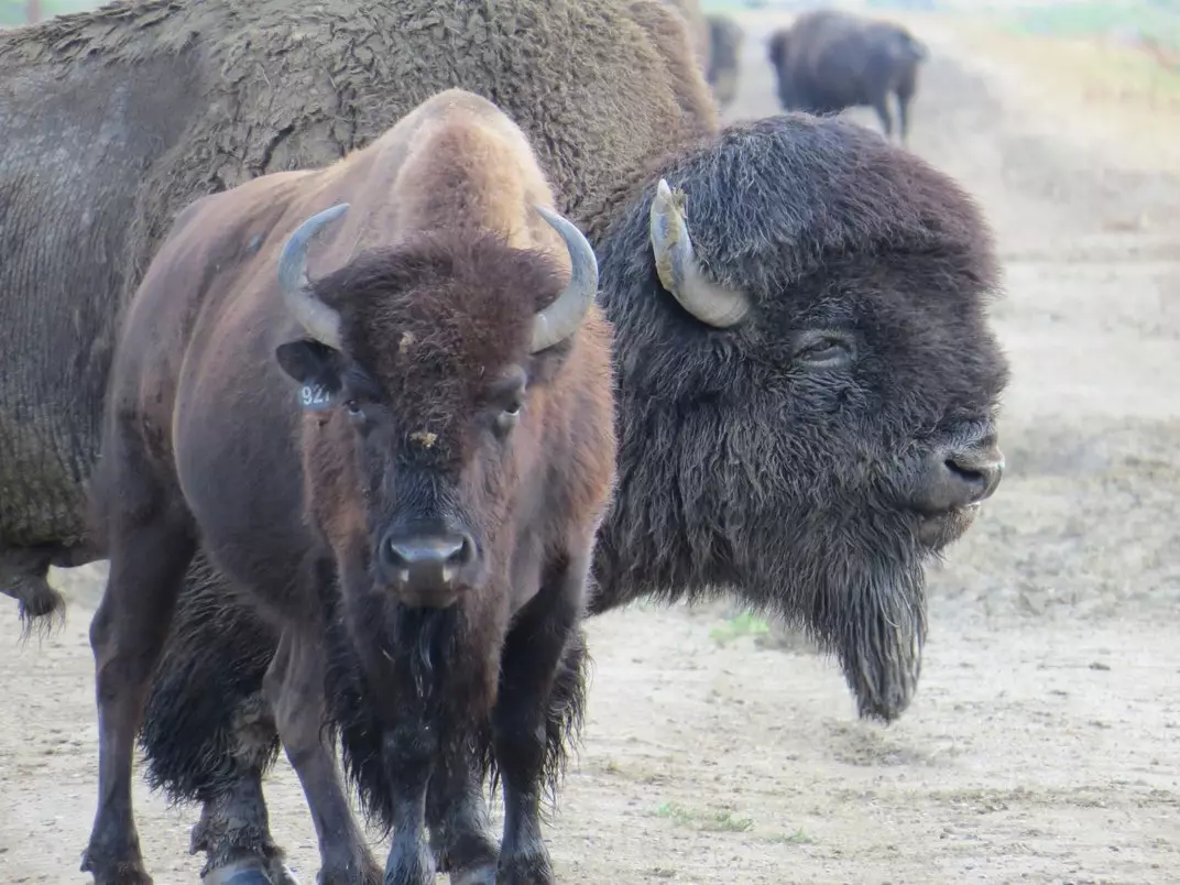 Bison jalu nangtung deukeut tukangeun bikangna, ngajaga dirina tina pesaing poténsial salila rut.