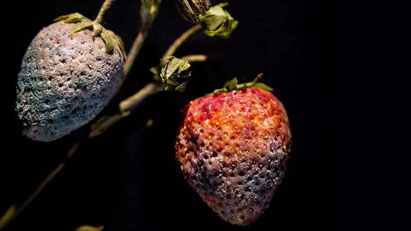 Glasmodeller af rådnende frugt, der skal vises efter to årtier i opbevaring