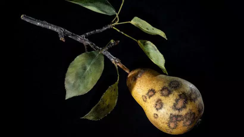 Modele qelqi të frutave të prishura do të shfaqen pas dy dekadash në ruajtje