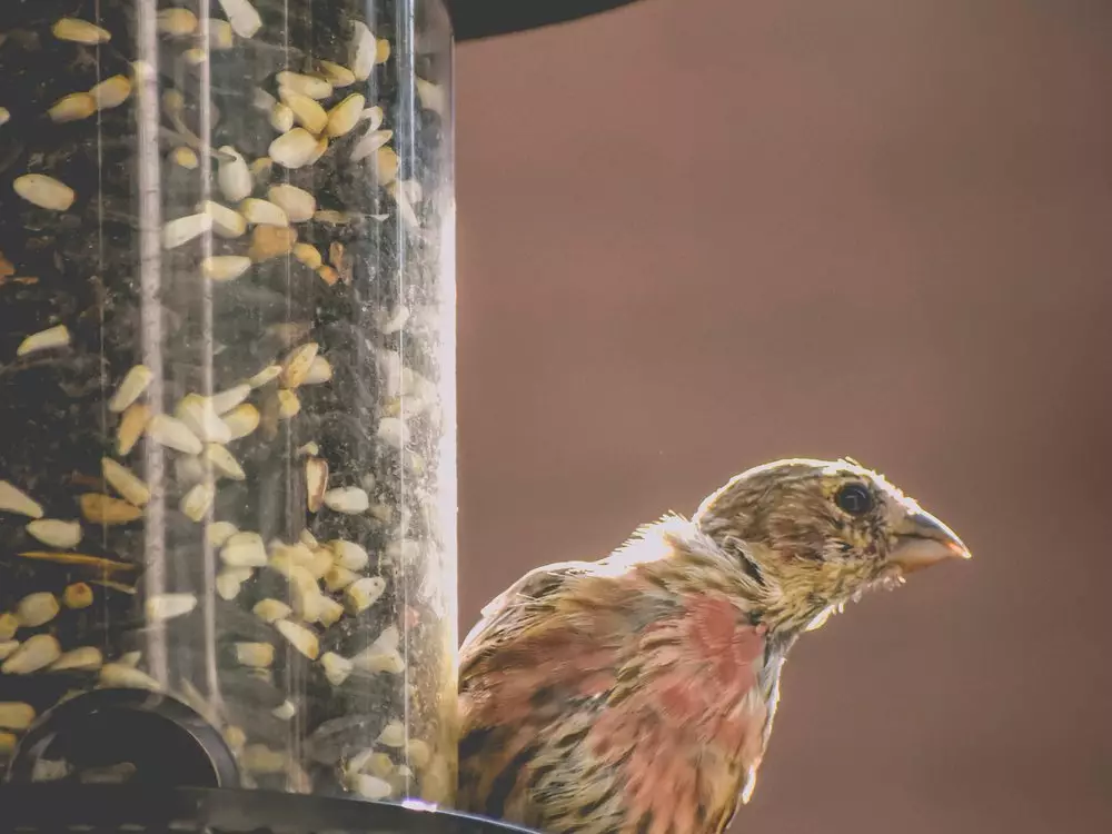 Während die mysteriöse Vogelkrankheit nachlässt, geben einige Staaten Entwarnung, Vögel wieder zu füttern