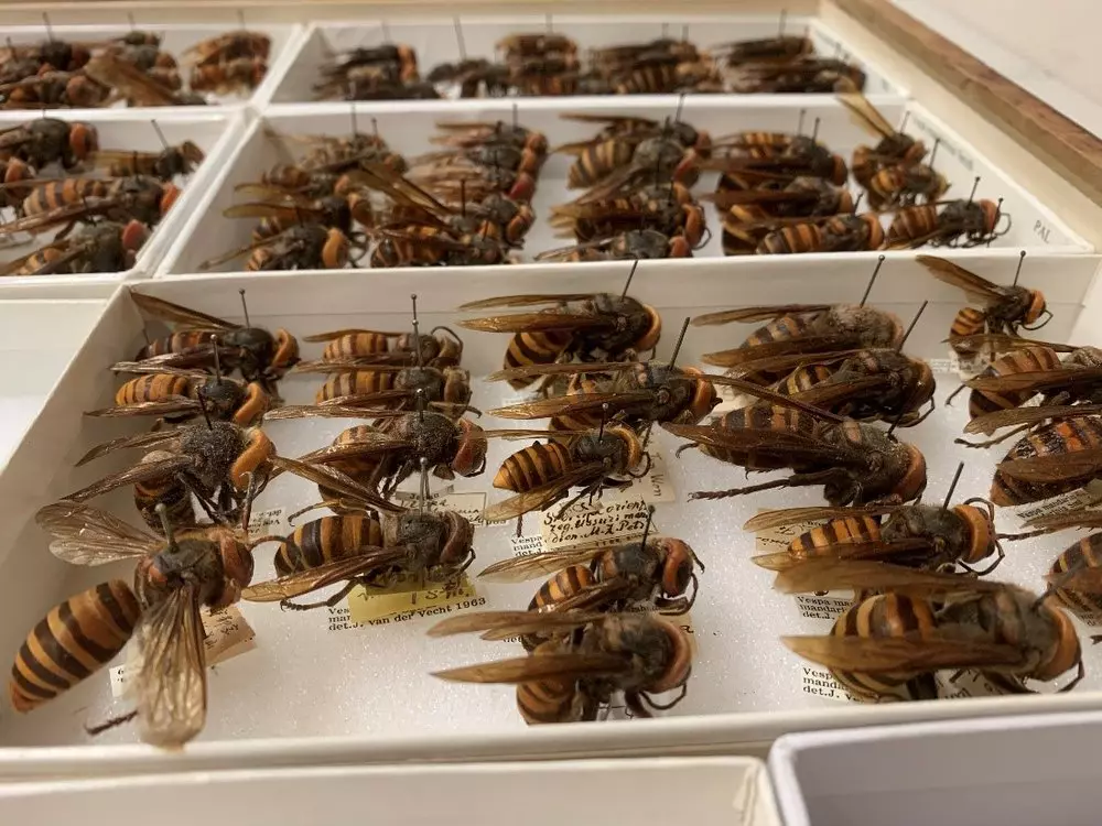 A colección de entomoloxía do Museo Nacional de Historia Natural ten moitos avispóns xigantes asiáticos. Recentemente, a colección creceu con novos exemplares dun niño erradicado no estado de Washington. (Matthew Buffington, USDA-ARS)