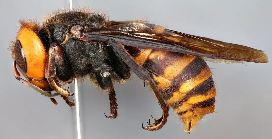 Un spécimen de frelon sur fond gris.