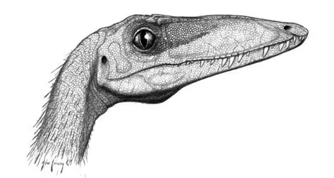 Die hoof van Coelophysis - 'n nabye familielid van Camposaurus - soos gerestoureer deur John Conway