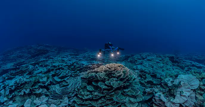 સ્કુબા ડાઇવર્સ રીફ ઉપર તરી રહ્યા છે
