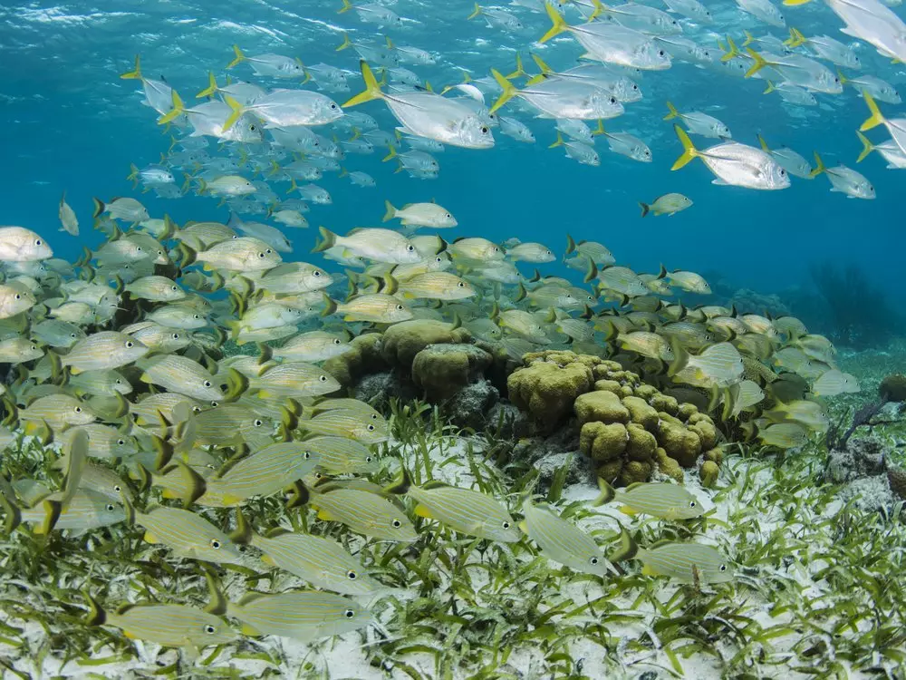 Snaperių, niurzgėlių ir stribų būreliai jūros žolių lygumoje Hol Chano jūrų rezervate, Belize. (Pete Oksfordas, Tarptautinė gamtosaugos fotografų lyga)