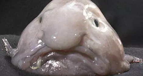 Nan Defans Blobfish la: Poukisa 'Bèt ki pi lèd nan mond lan' pa tankou lèd jan ou panse li ye