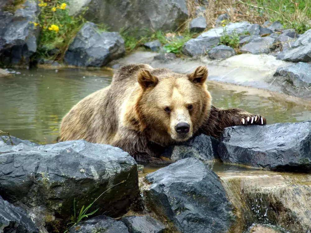 Territorios de osos grizzly en Canadá Coincidencia de mapas de familias de lenguas indígenas