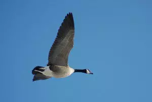 20110520104111goose-300x202.jpg