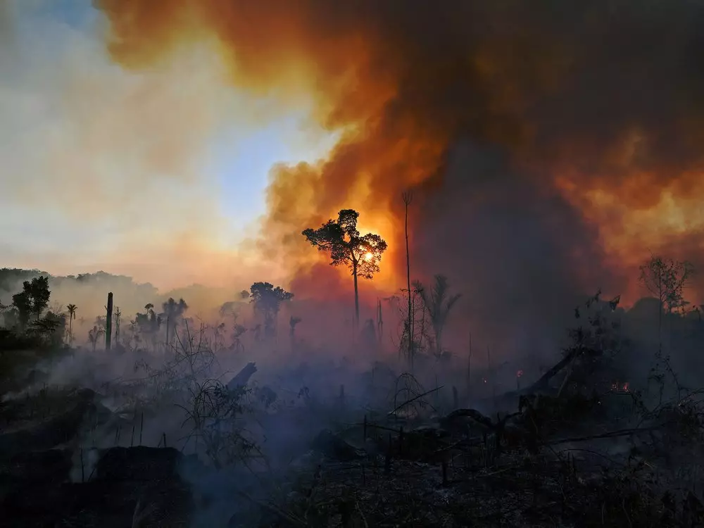 Kepulan asap mengepul di sebelah kanan atas puncak pokok hutan hujan, dengan satu pokok tinggi diterangi matahari dari belakang dan asap. Bayangan langit biru di sebelah kiri