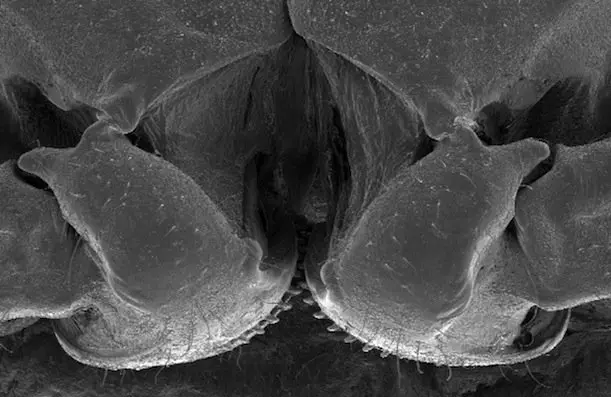 昆蟲腿的黑白圖像